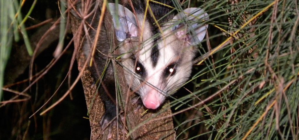 Ecologia - Praia da Pipa - Tibau do Sul - RN - Brasil